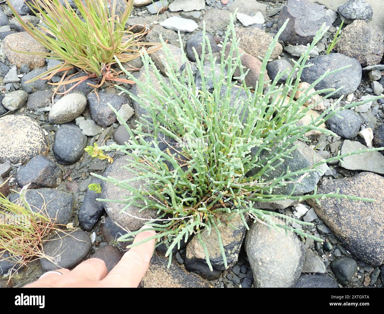 Virginia Glasswort (Salicornia depressa) Plantae Stock Photo - Alamy