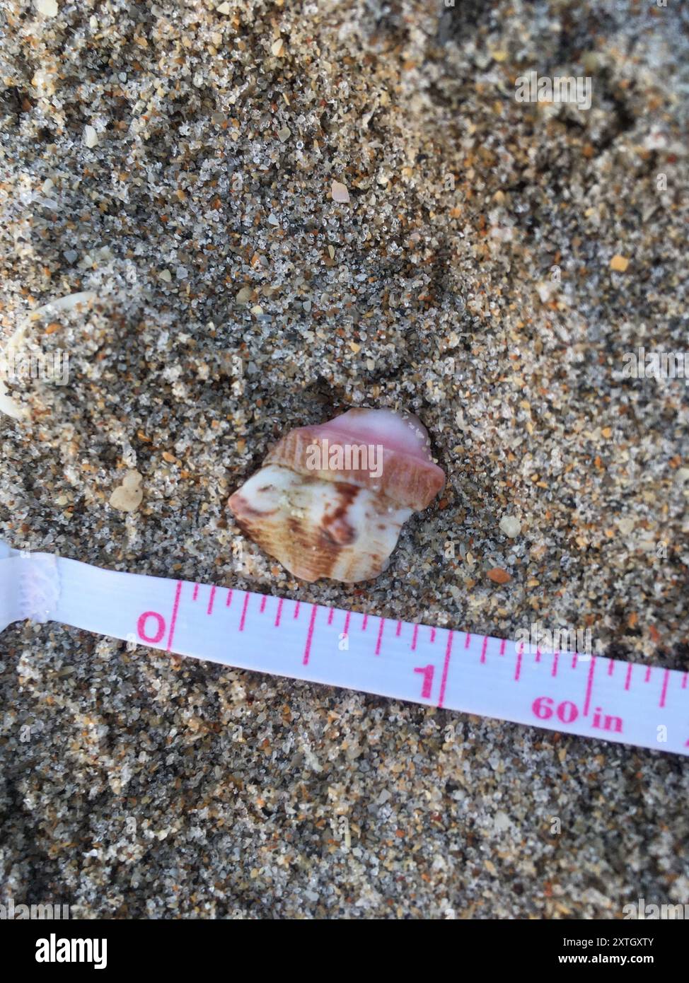 Queen Conch (Aliger gigas) Mollusca Stock Photo - Alamy