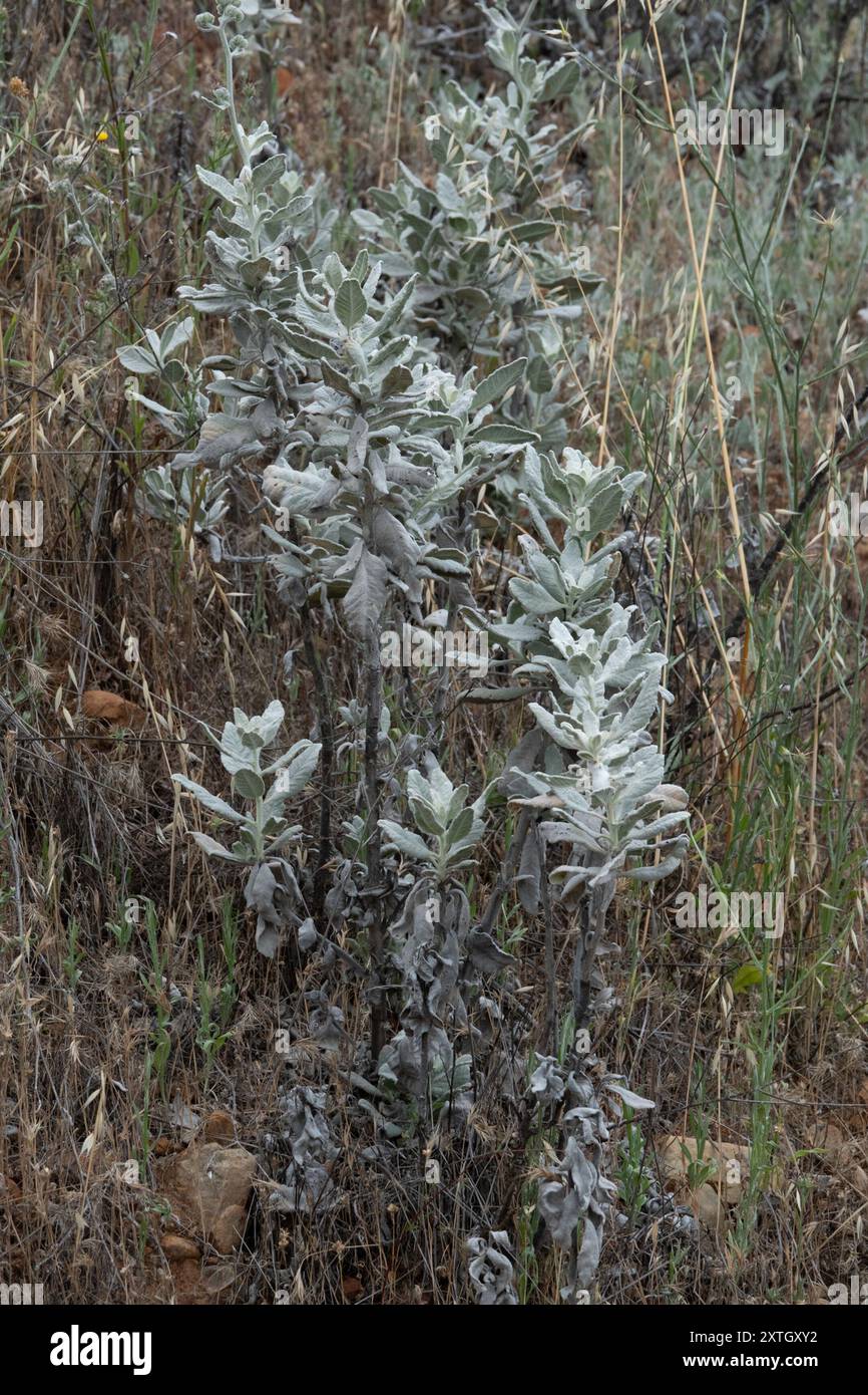 Woolly Yerba Santa (Eriodictyon tomentosum) Plantae Stock Photo - Alamy