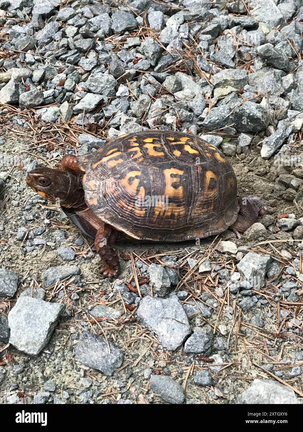Eastern Box Turtle (Terrapene carolina carolina) Reptilia Stock Photo ...