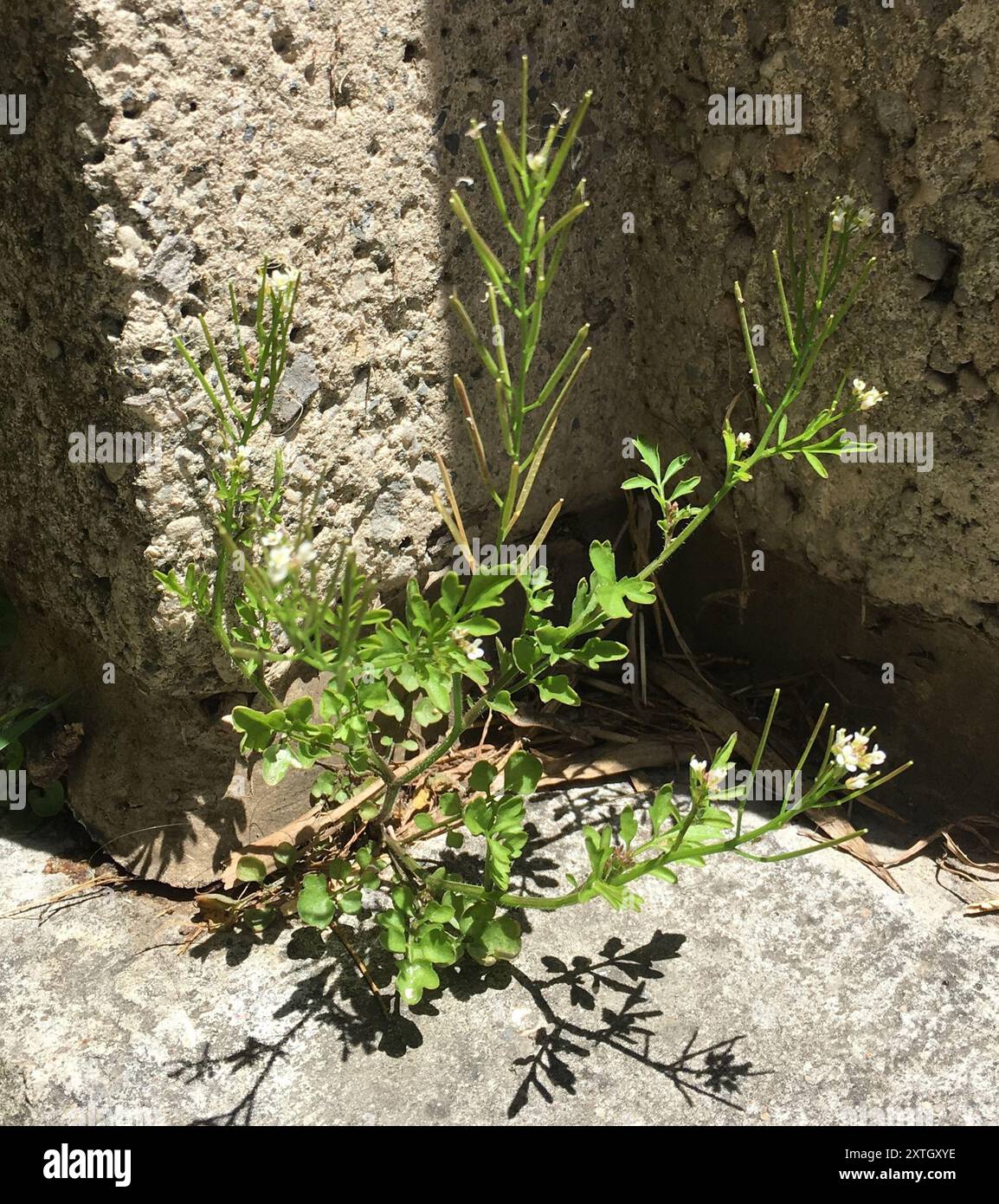 Nursery bittercress (Cardamine occulta) Plantae Stock Photo - Alamy