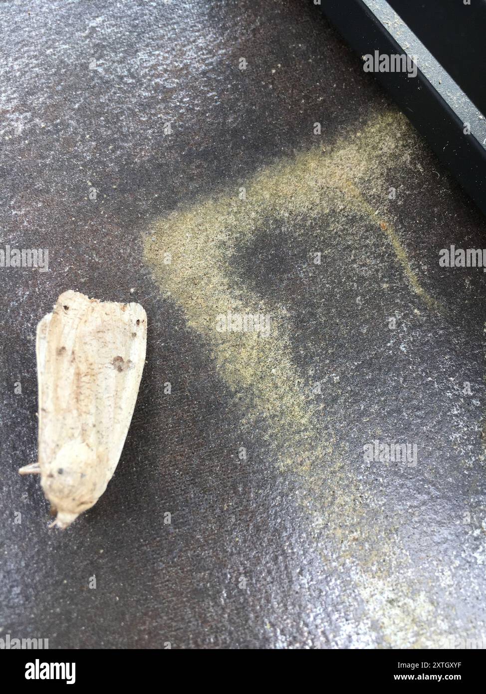 Yellow Underwings (Noctua) Insecta Stock Photo - Alamy