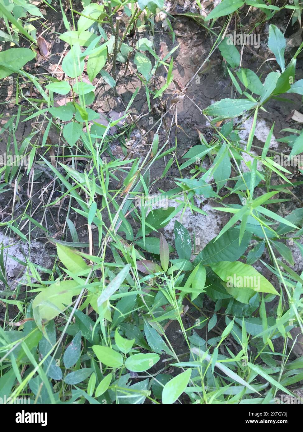 Lindheimer's Panicgrass (Dichanthelium lindheimeri) Plantae Stock Photo ...