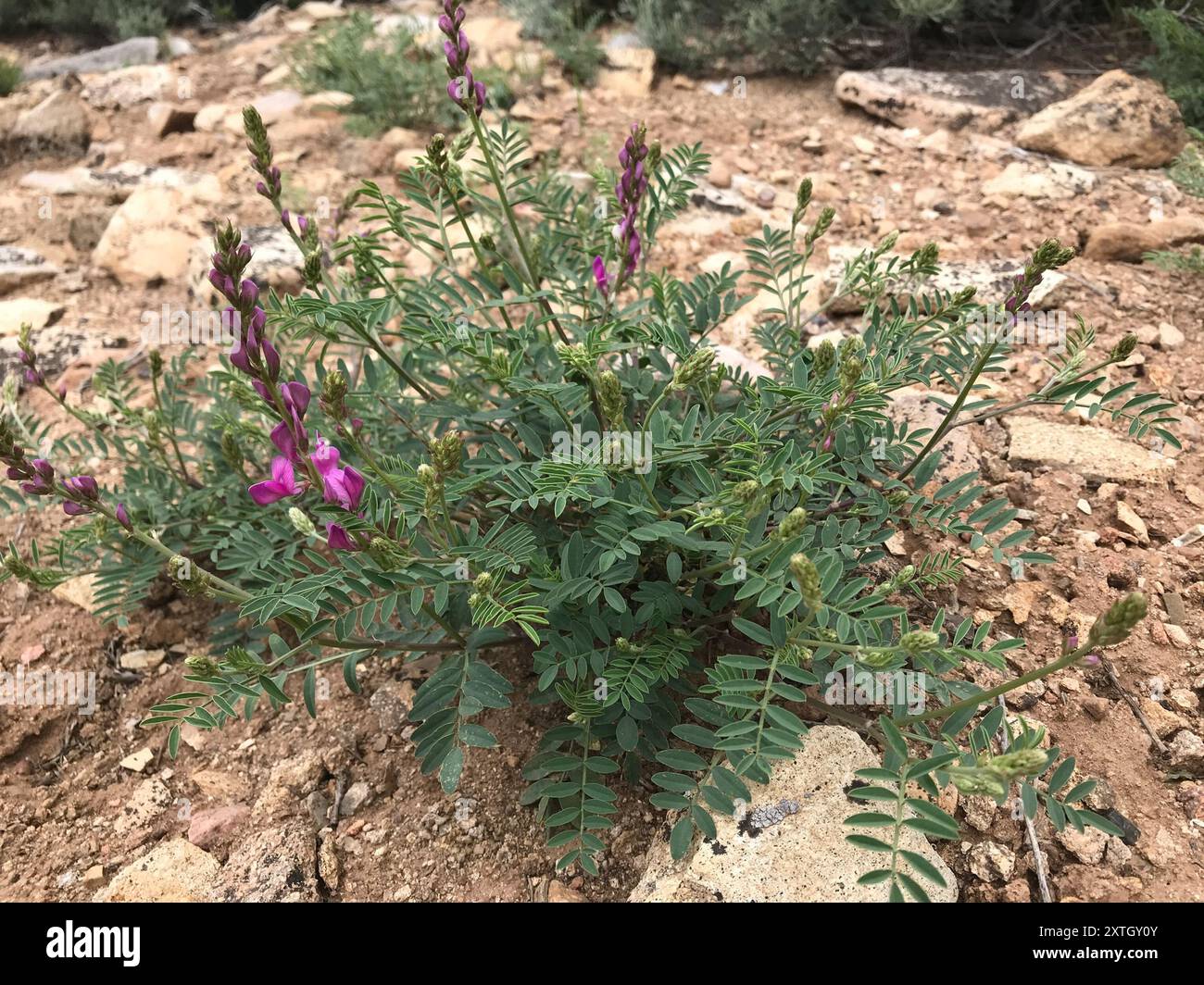 Boreal Sweet-vetch (Hedysarum boreale) Plantae Stock Photo - Alamy