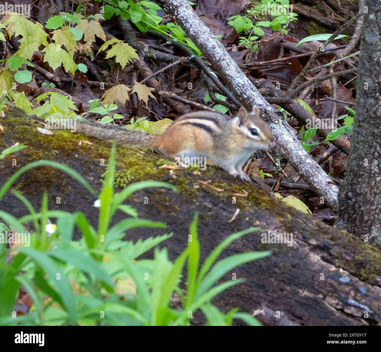 Eastern Chipmunk (Tamias striatus) Mammalia Stock Photo - Alamy