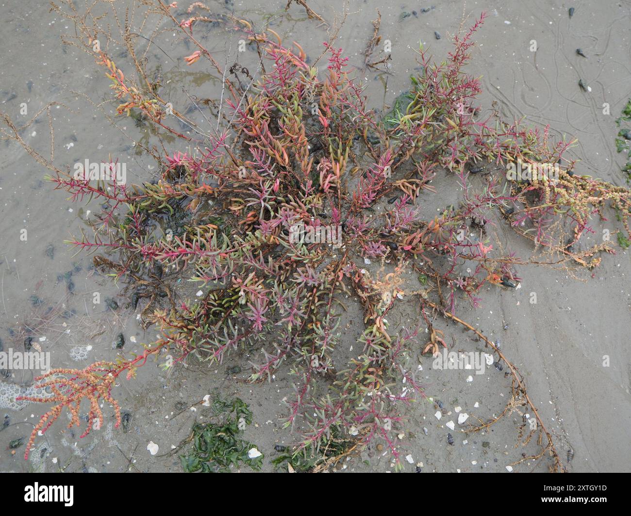 Herbaceous Seepweed (Suaeda maritima) Plantae Stock Photo - Alamy