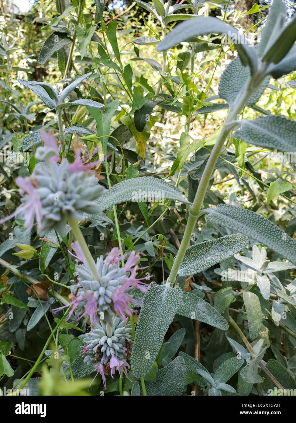 purple sage (Salvia leucophylla) Plantae Stock Photo - Alamy