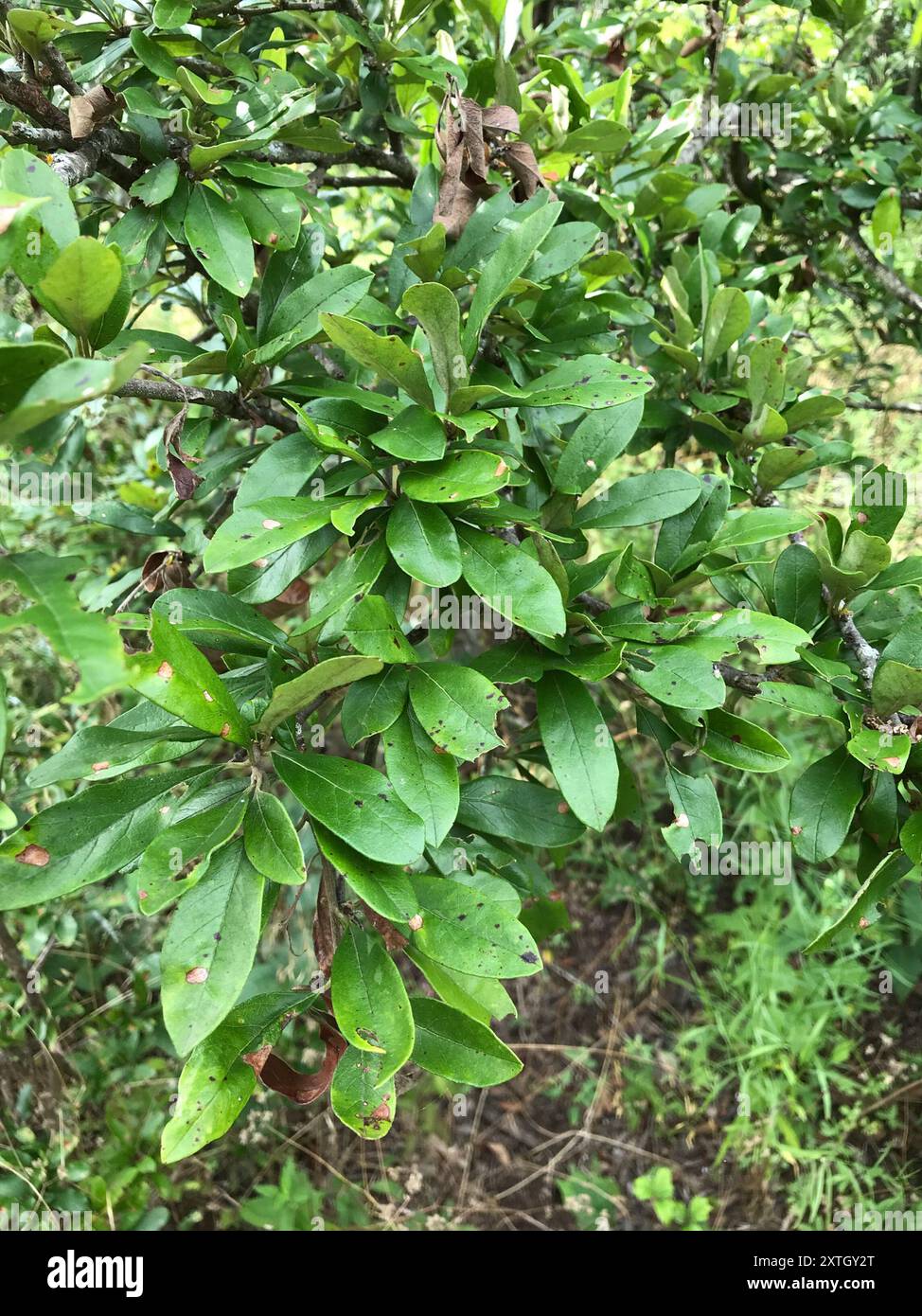 Gum bumelia (Sideroxylon lanuginosum) Plantae Stock Photo - Alamy