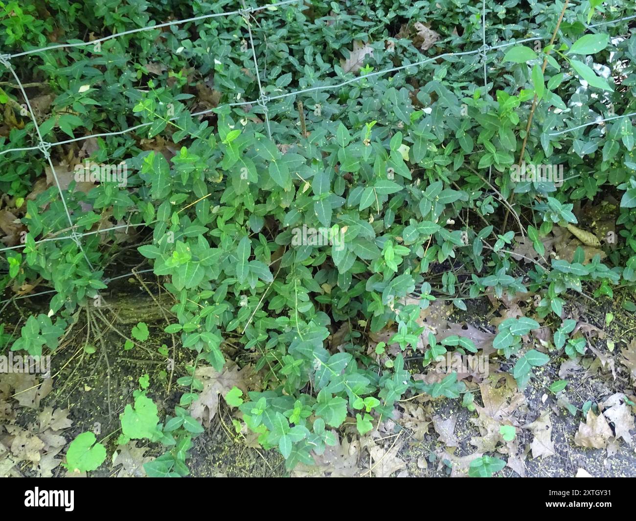 fortune's spindle (Euonymus fortunei) Plantae Stock Photo - Alamy