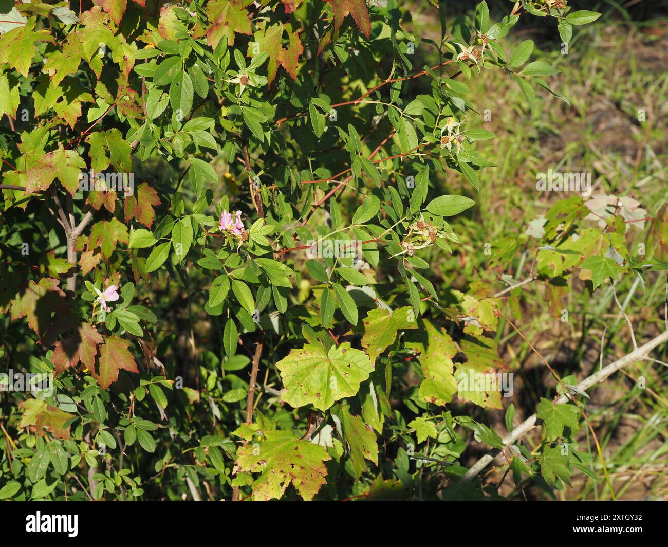 swamp rose (Rosa palustris) Plantae Stock Photo - Alamy