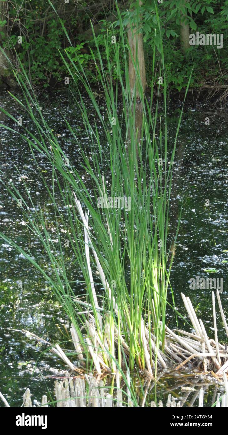 narrow-leaved cattail (Typha angustifolia) Plantae Stock Photo - Alamy
