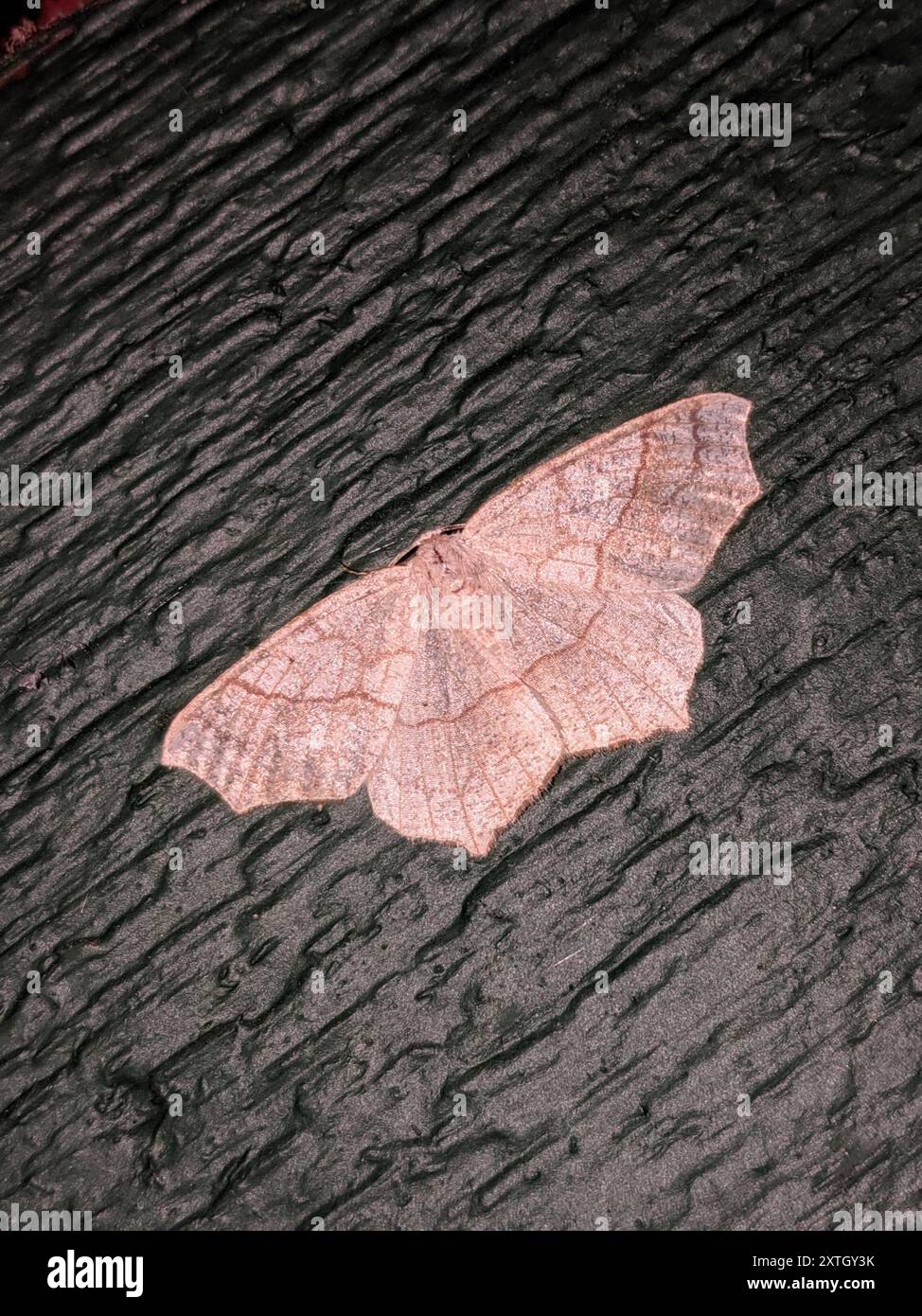 Oak besma moth hi-res stock photography and images - Alamy