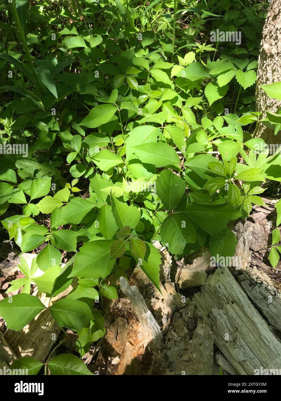 poison ivies and oaks (Toxicodendron) Plantae Stock Photo - Alamy