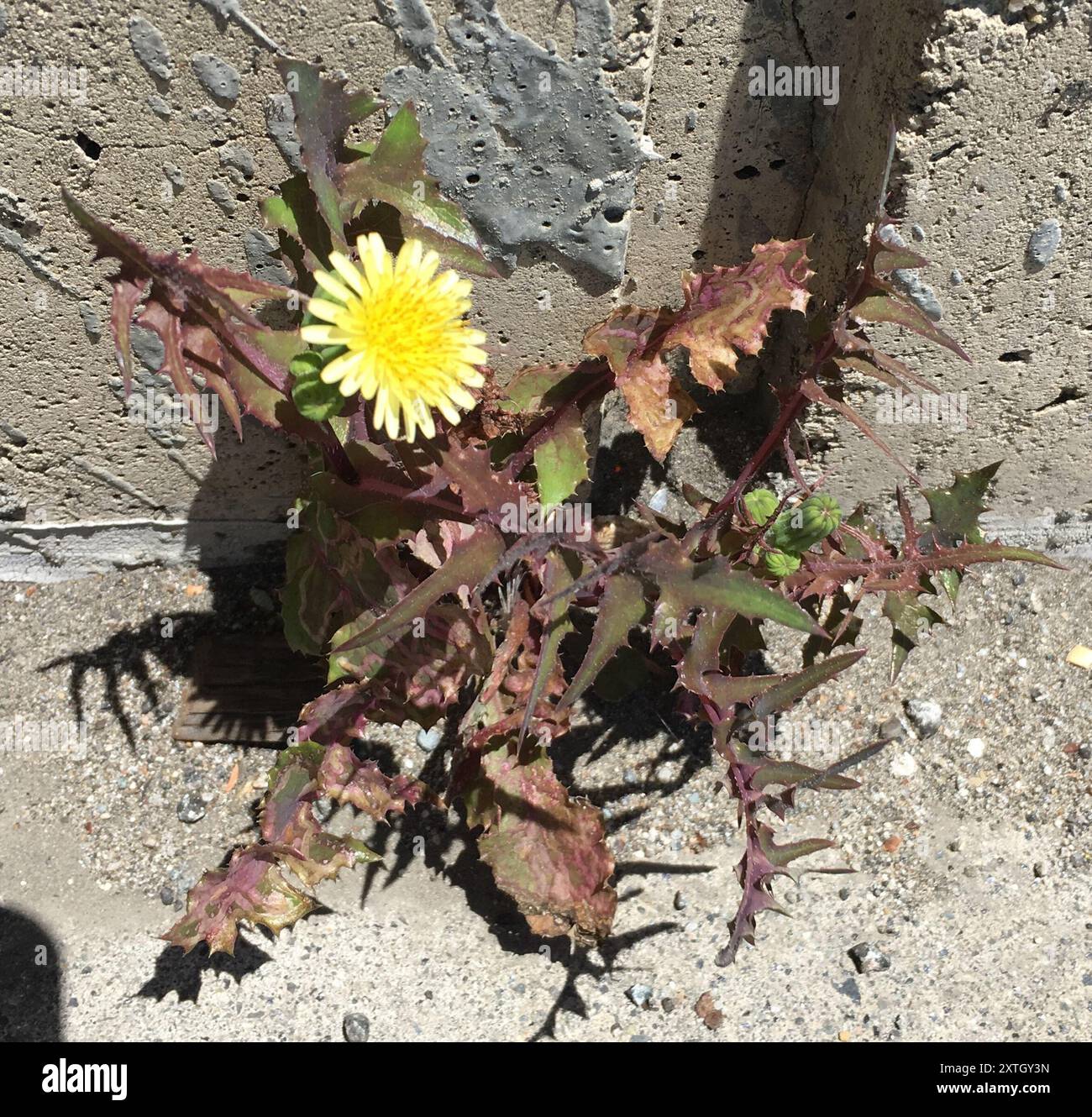 sow thistles (Sonchus) Plantae Stock Photo - Alamy