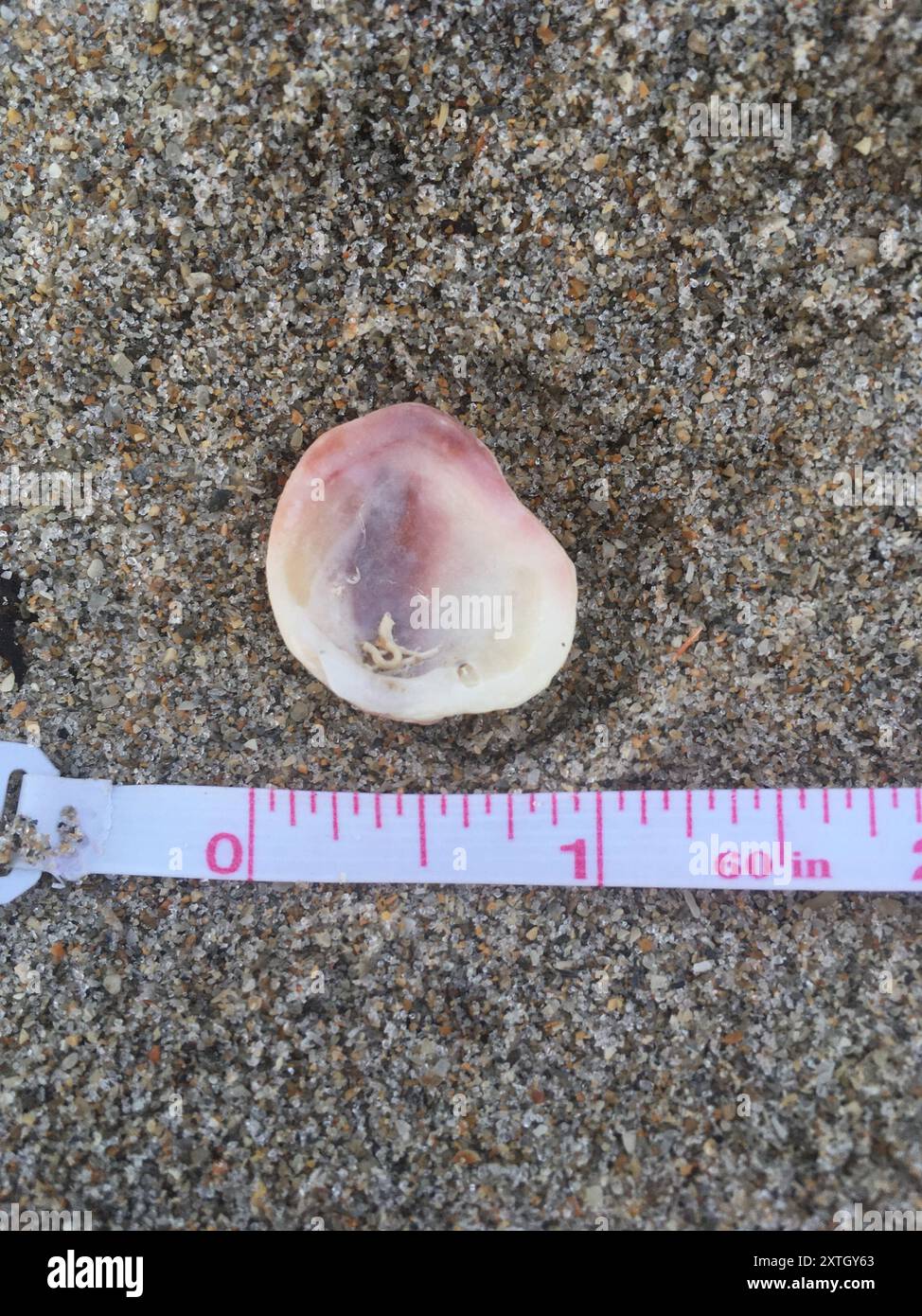 Corrugate Jewelbox (Chama congregata) Mollusca Stock Photo - Alamy