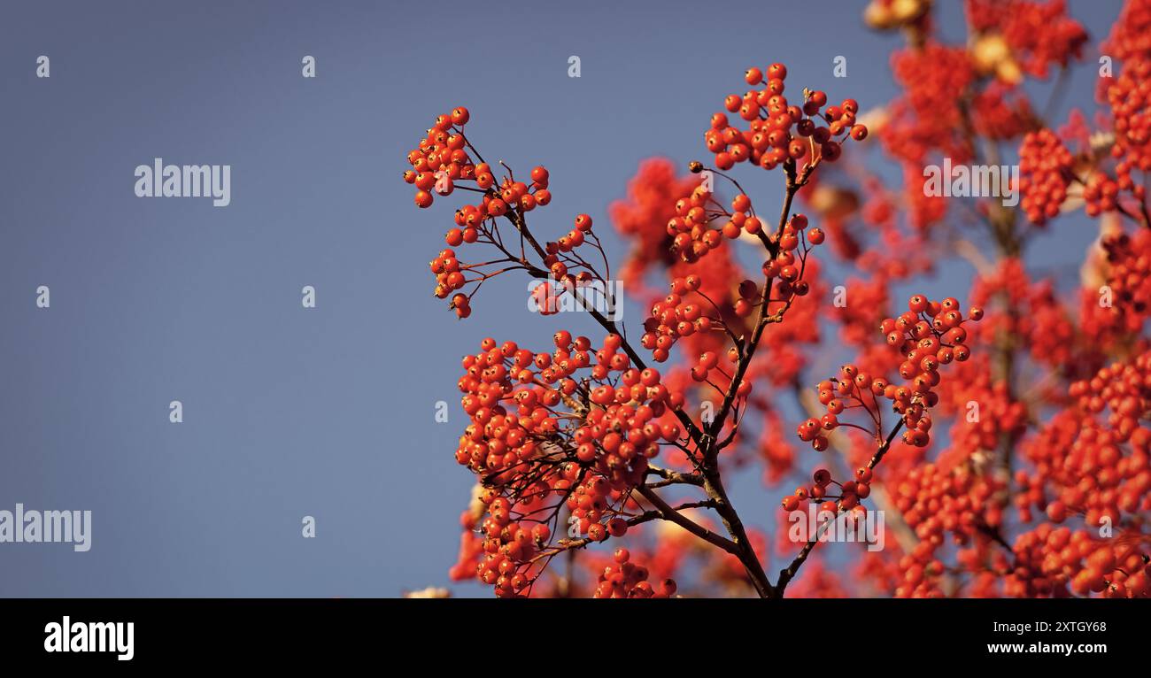 seasonal red fall rowanberry branch. red fall rowanberry. fall season ...
