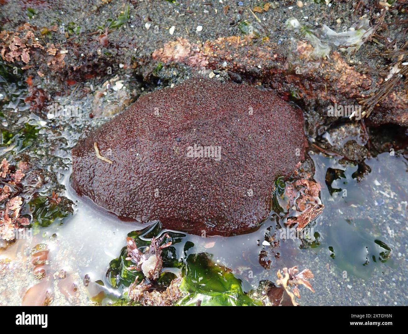 Gumboot Chiton (Cryptochiton stelleri) Mollusca Stock Photo - Alamy