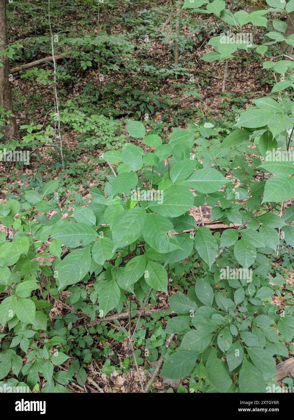 American bladdernut (Staphylea trifolia) Plantae Stock Photo - Alamy
