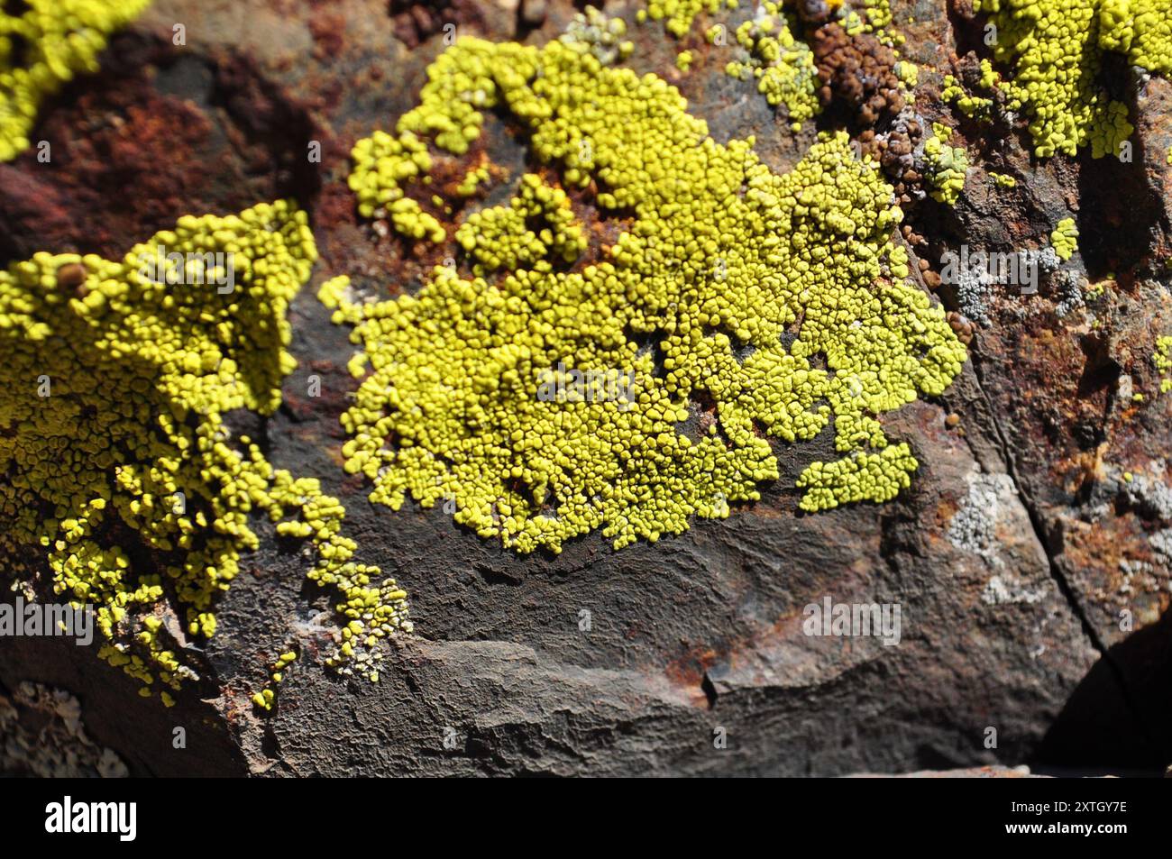 Gold Cobblestone Lichens (Pleopsidium) Fungi Stock Photo - Alamy