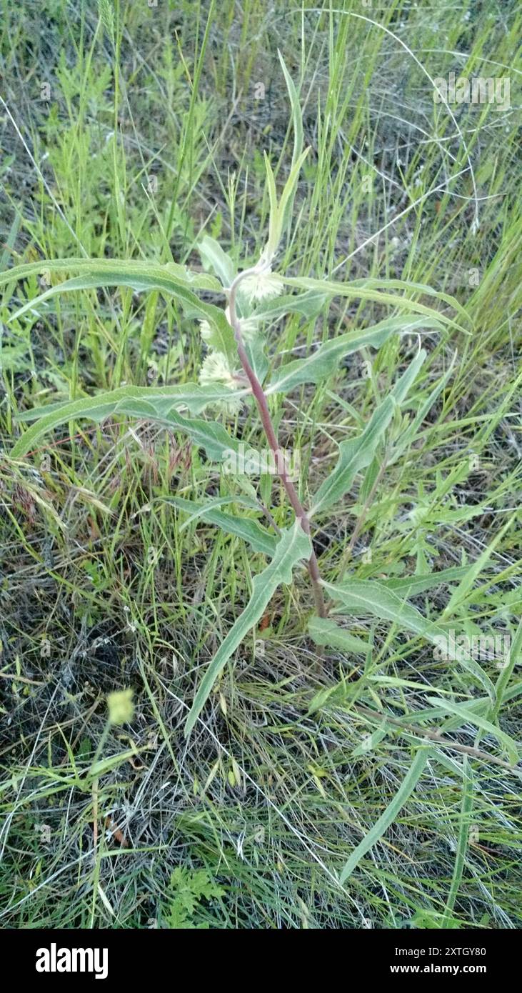 green comet milkweed (Asclepias viridiflora) Plantae Stock Photo - Alamy