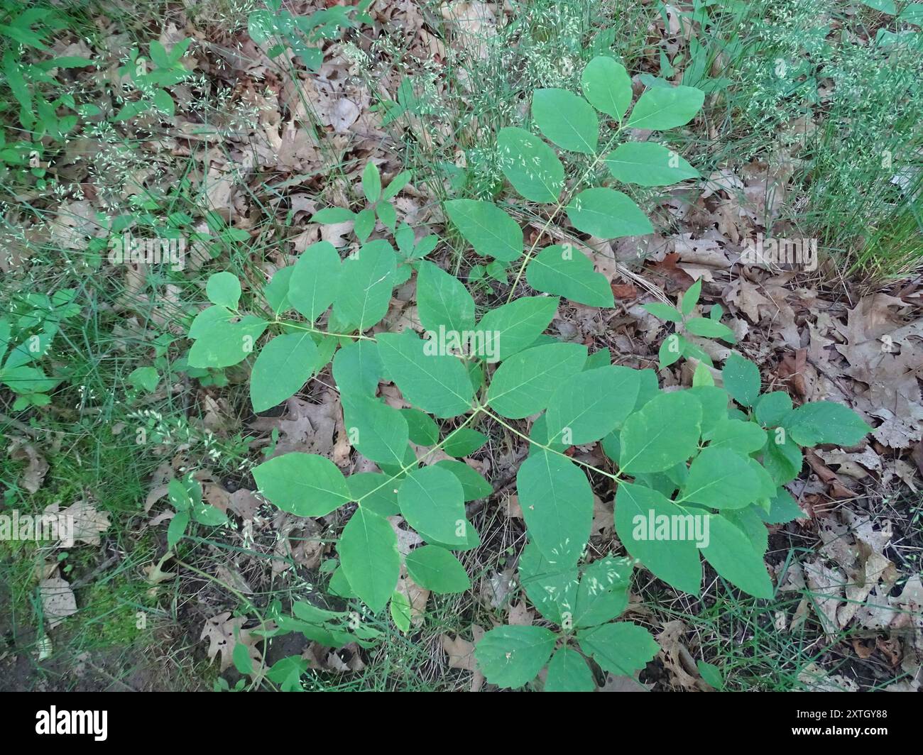 spreading dogbane (Apocynum androsaemifolium) Plantae Stock Photo - Alamy