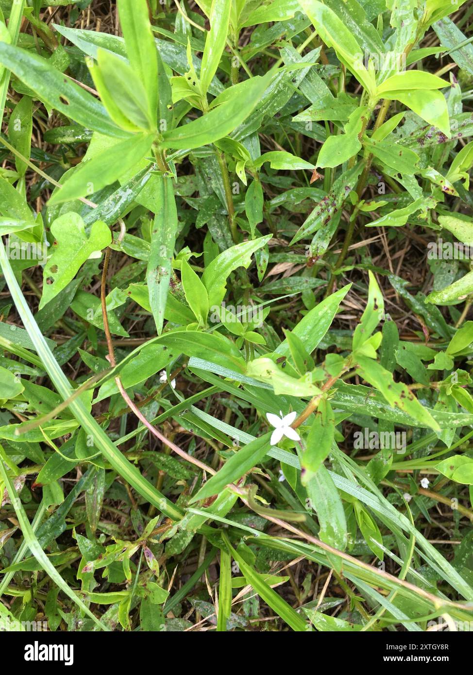 buttonweed (Diodia virginiana) Plantae Stock Photo - Alamy