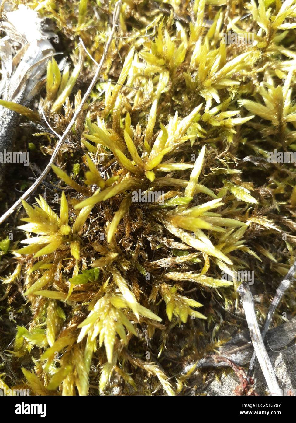feather mosses (Hypnales) Plantae Stock Photo - Alamy
