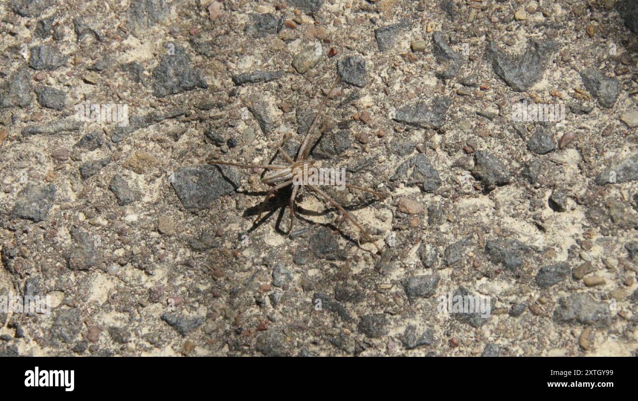 Slender Crab Spiders (Tibellus) Arachnida Stock Photo - Alamy