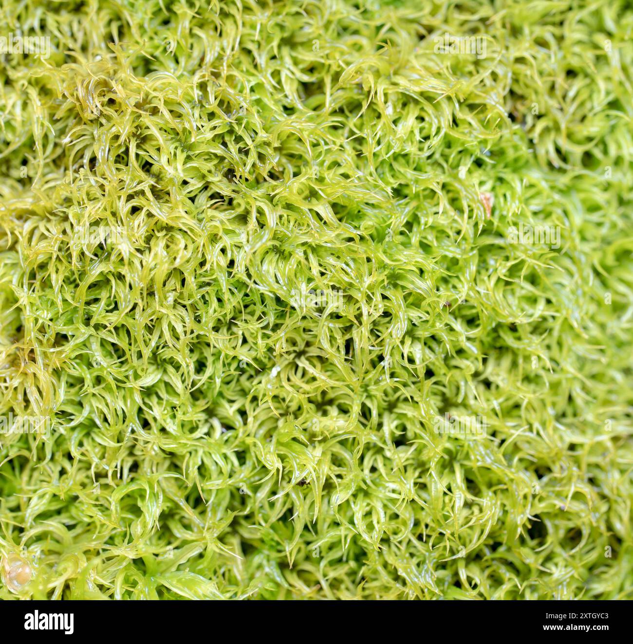 Twisted Moss (Tortella tortuosa) Plantae Stock Photo - Alamy