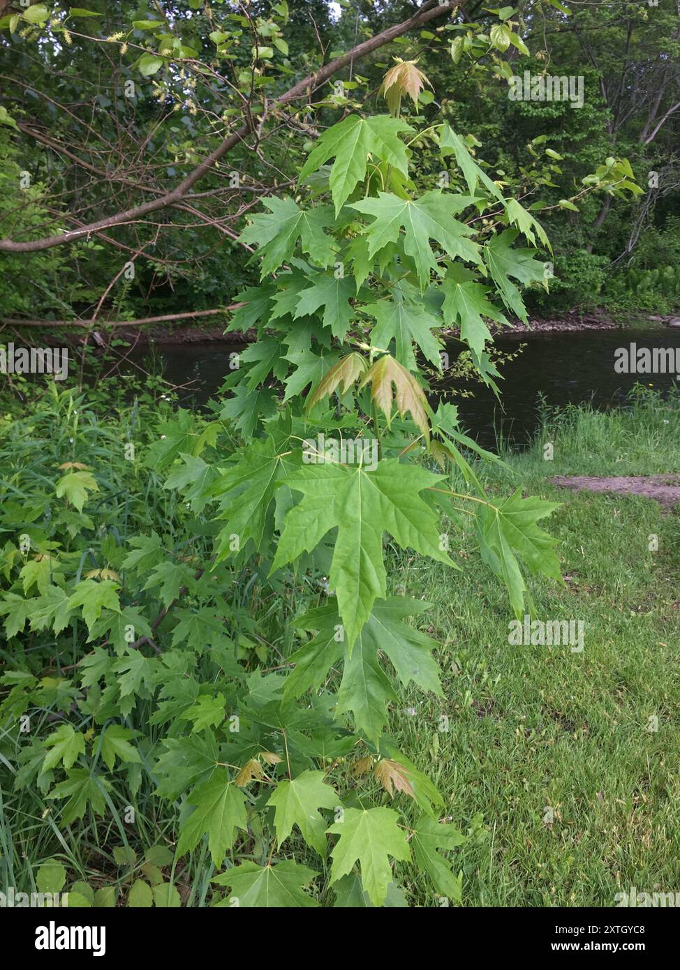 silver maple (Acer saccharinum) Plantae Stock Photo - Alamy