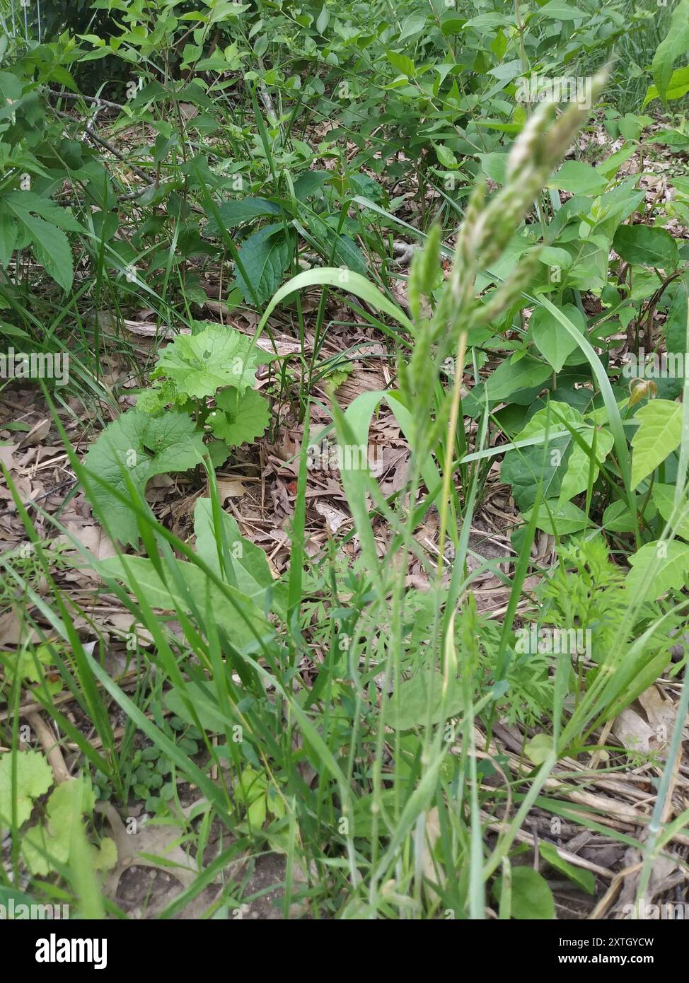 common soft brome (Bromus hordeaceus) Plantae Stock Photo - Alamy