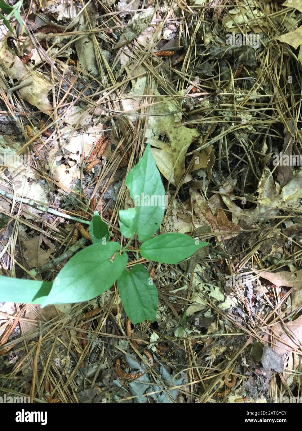 Virginia snakeroot (Aristolochia serpentaria) Plantae Stock Photo - Alamy