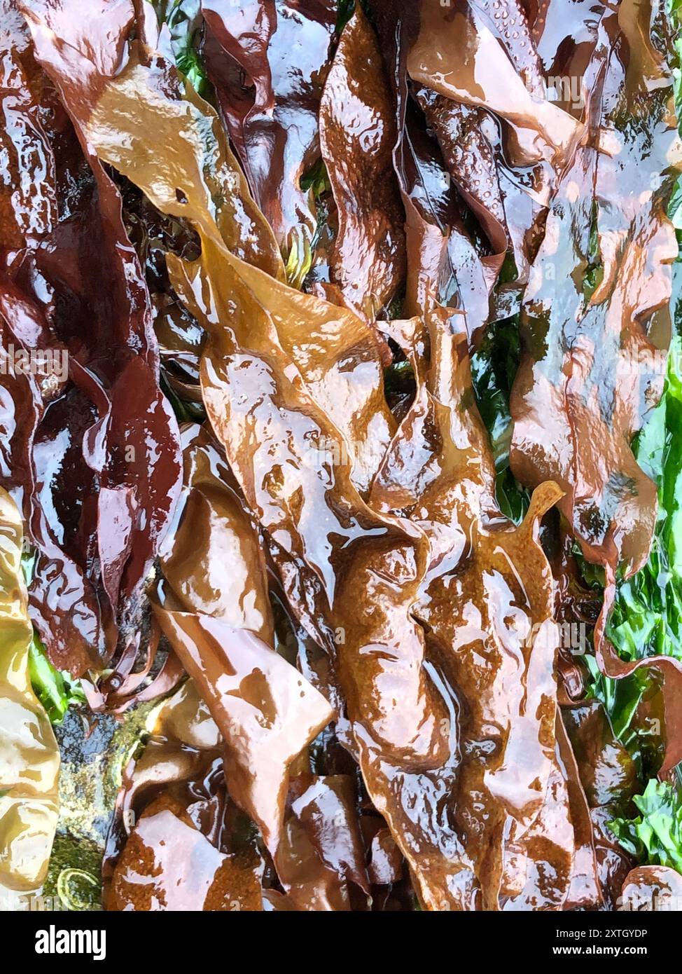red algae (Rhodophyta) Plantae Stock Photo - Alamy