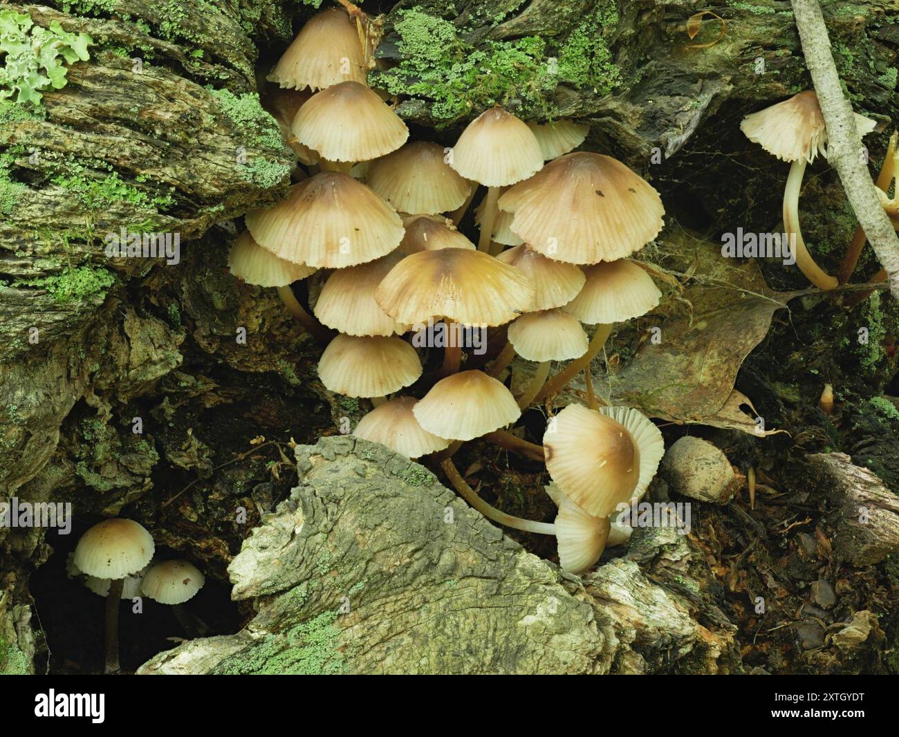 clustered bonnet (Mycena inclinata) Fungi Stock Photo - Alamy