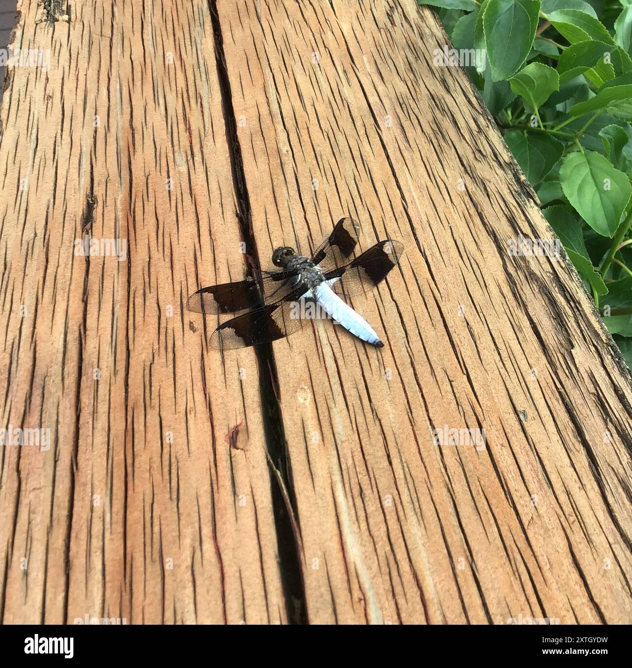 Common Whitetail (Plathemis lydia) Insecta Stock Photo - Alamy