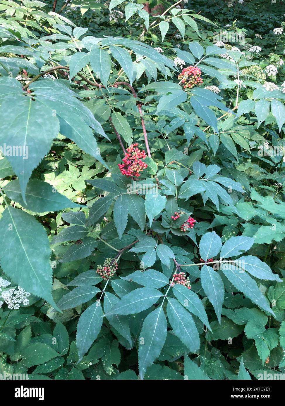 red-berried elder (Sambucus racemosa) Plantae Stock Photo - Alamy