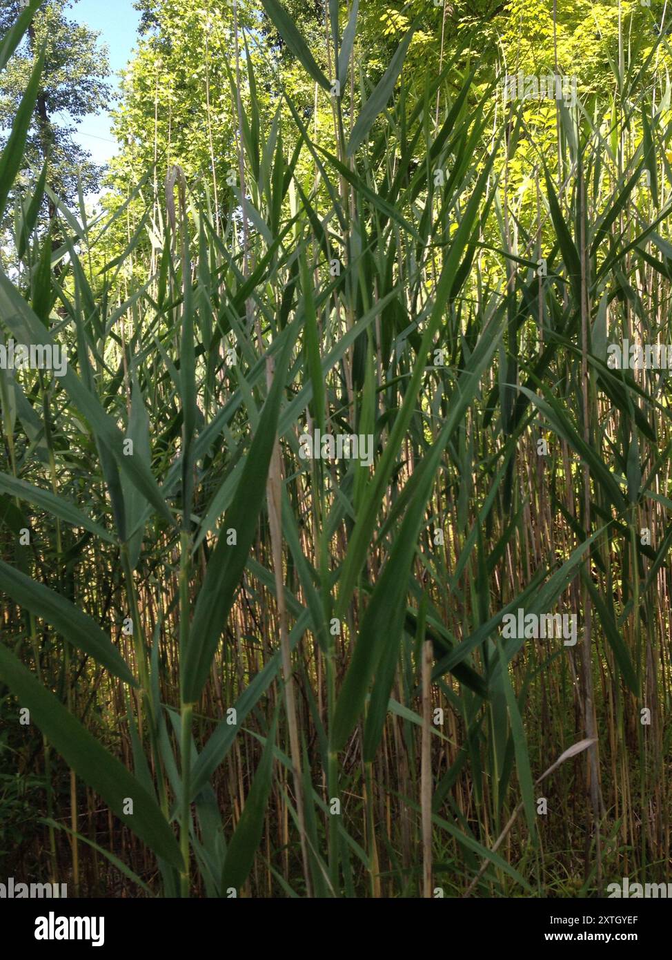 common reed (Phragmites australis) Plantae Stock Photo - Alamy
