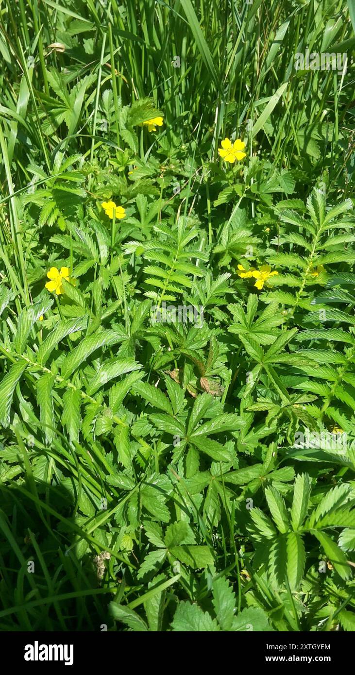 common silverweed (Argentina anserina) Plantae Stock Photo - Alamy