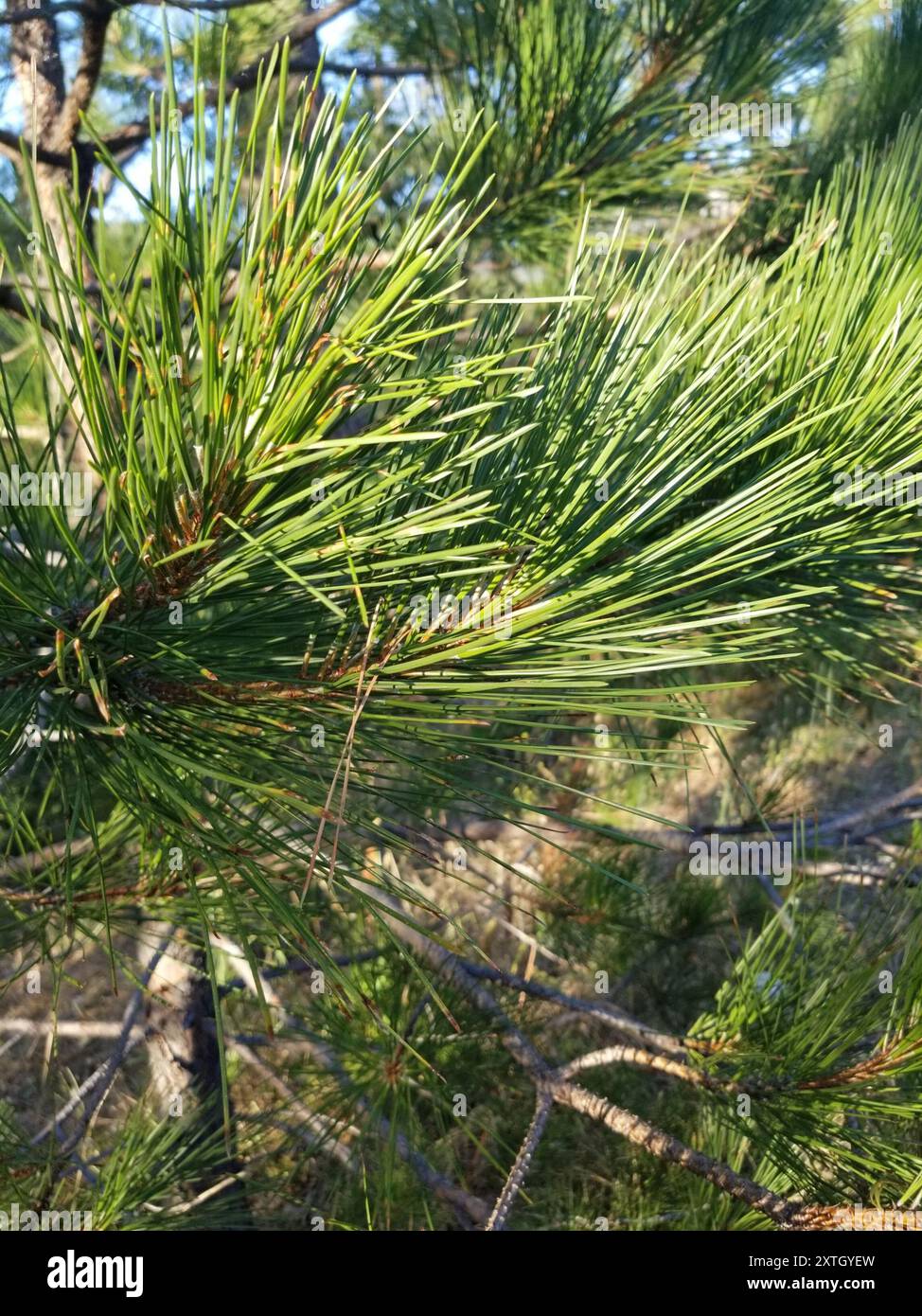American hard pines (Trifoliae) Plantae Stock Photo - Alamy