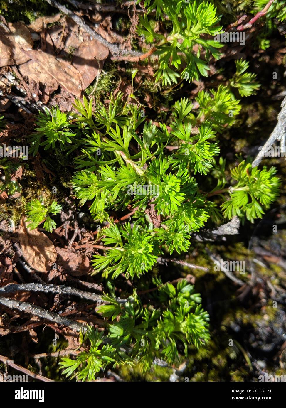 Partridgefoot (Luetkea pectinata) Plantae Stock Photo - Alamy
