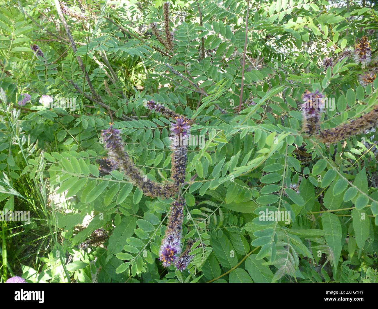 false indigo bush (Amorpha fruticosa) Plantae Stock Photo - Alamy