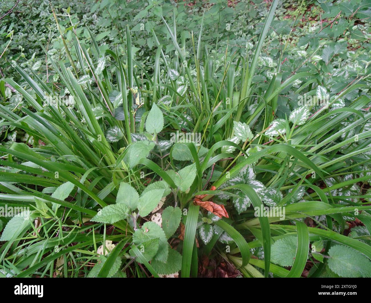 Great Woodrush (Luzula sylvatica) Plantae Stock Photo - Alamy