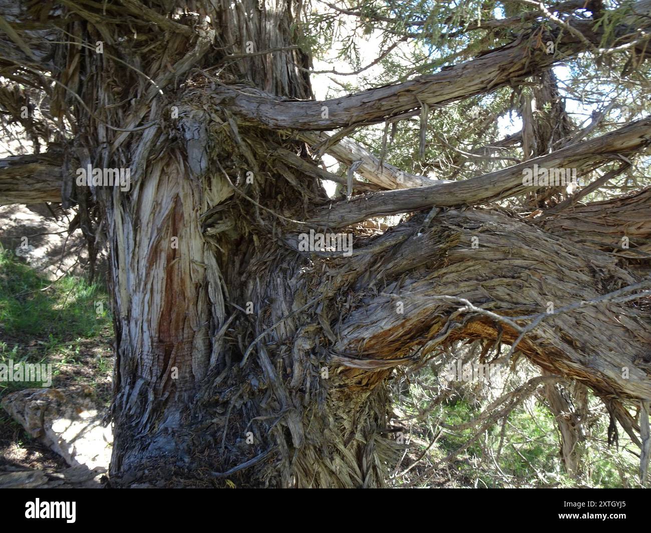 junipers (Juniperus) Plantae Stock Photo - Alamy