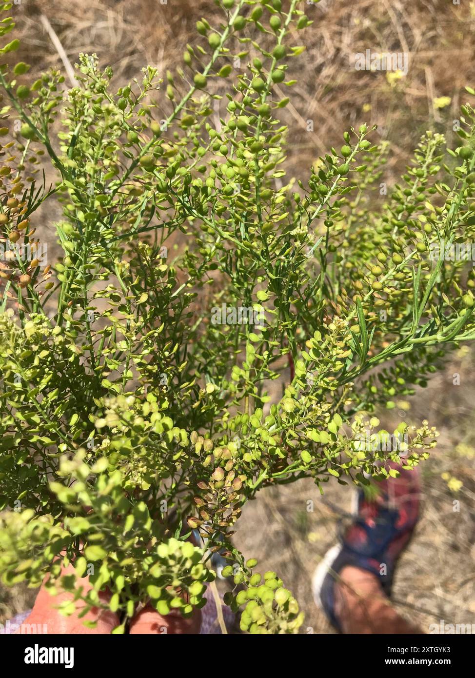 Common Peppergrass (Lepidium densiflorum) Plantae Stock Photo - Alamy