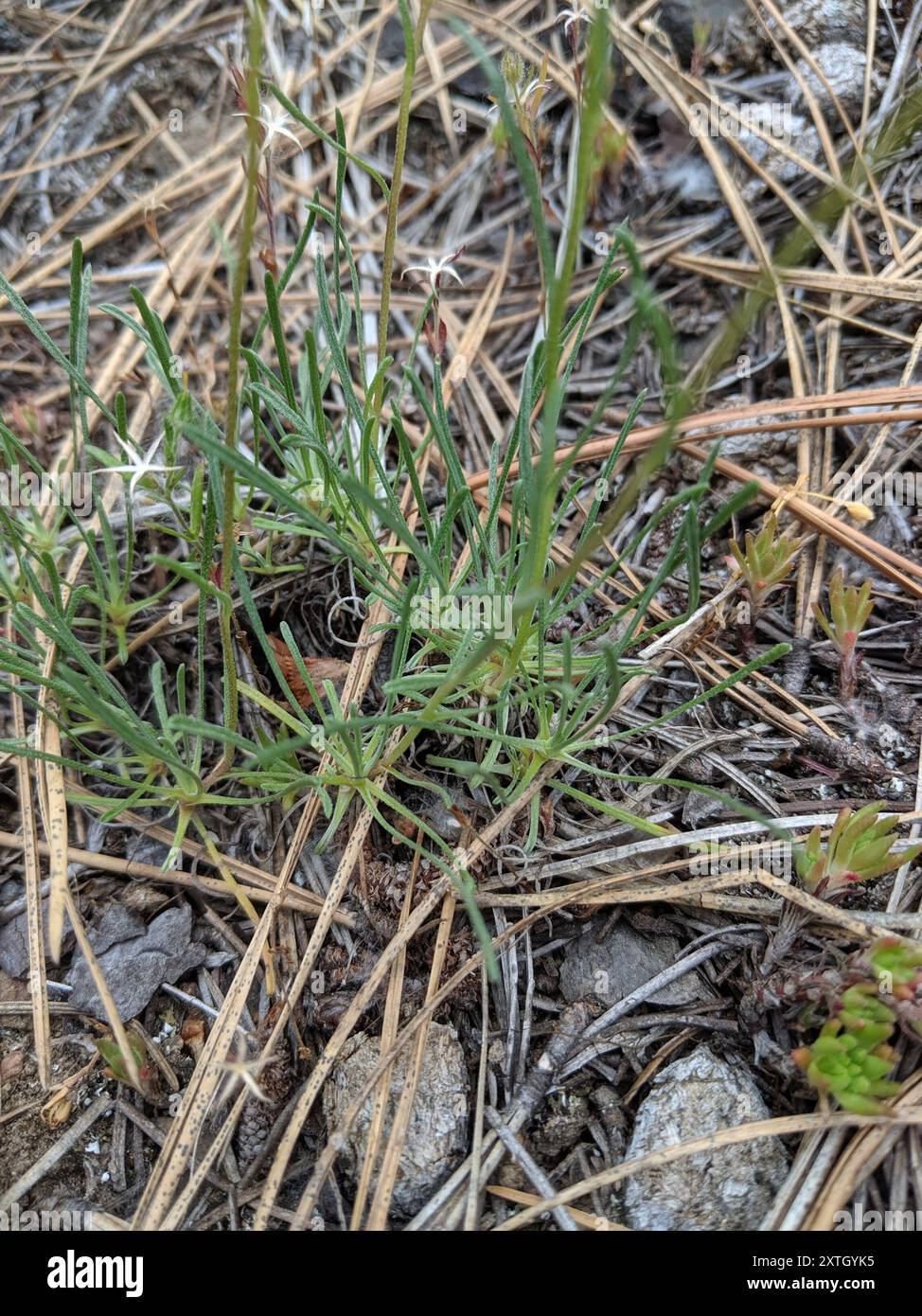 Desert Yellow Fleabane (Erigeron linearis) Plantae Stock Photo - Alamy