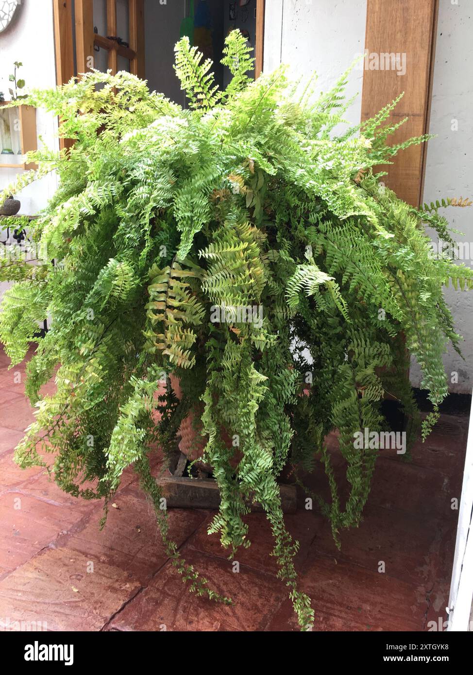southern sword fern (Nephrolepis exaltata) Plantae Stock Photo - Alamy
