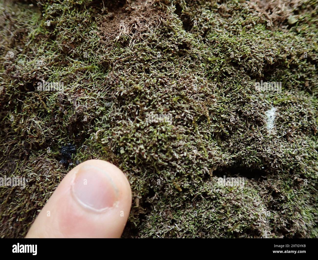 leafy and simple thalloid liverworts (Jungermanniopsida) Plantae Stock ...