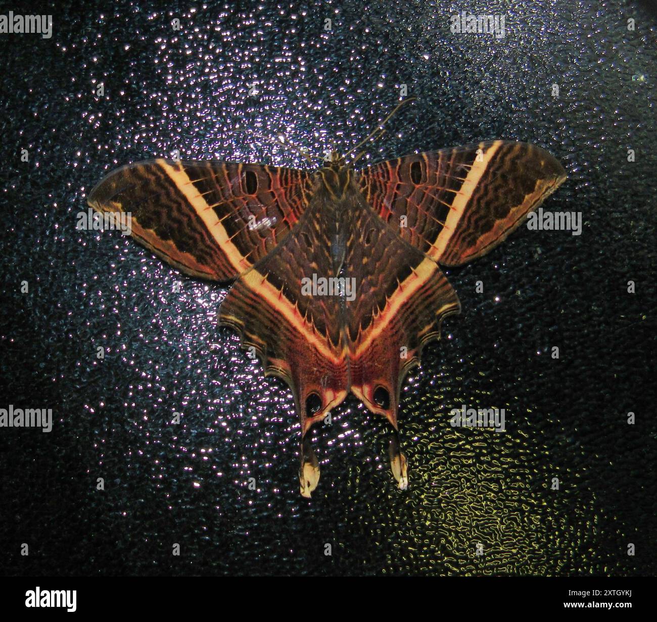 (Mania empedocles) Insecta Stock Photo - Alamy