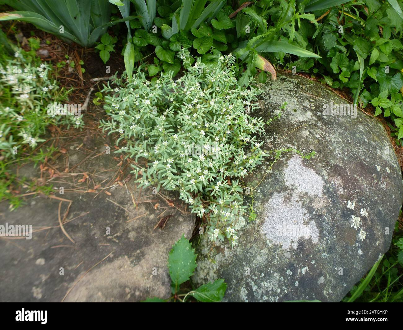 Spanish Stonecrop (Sedum hispanicum) Plantae Stock Photo - Alamy