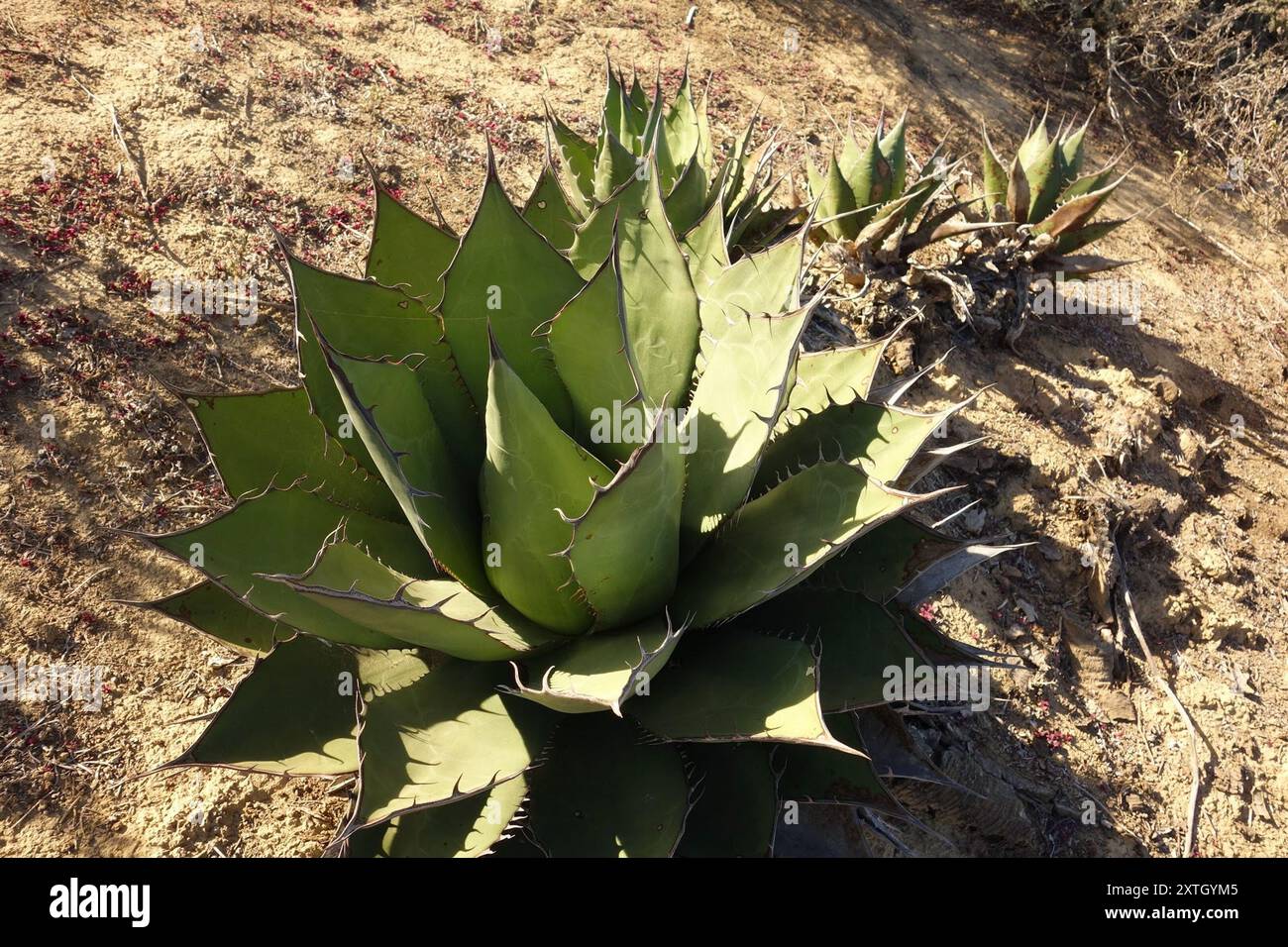 Shaw's Agave (Agave shawii) Plantae Stock Photo - Alamy